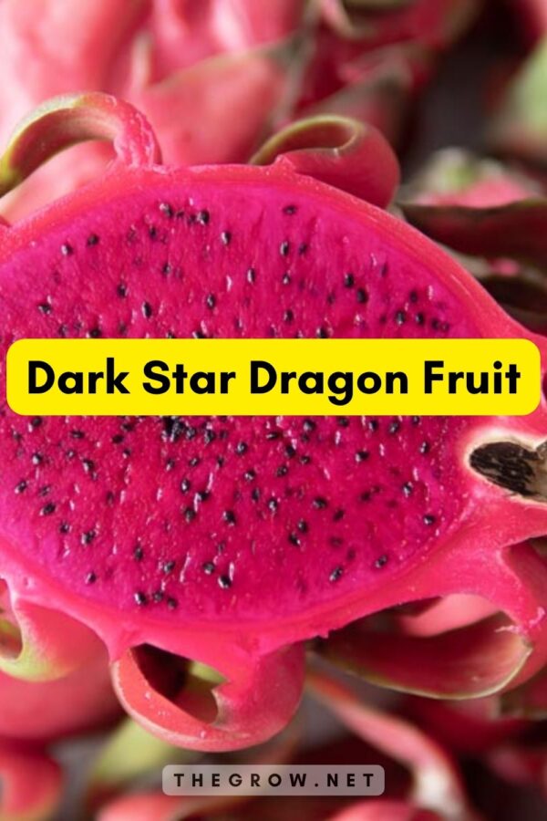 18 Common and Rare Dragon Fruit Varieties (With Pictures) | TheGrow