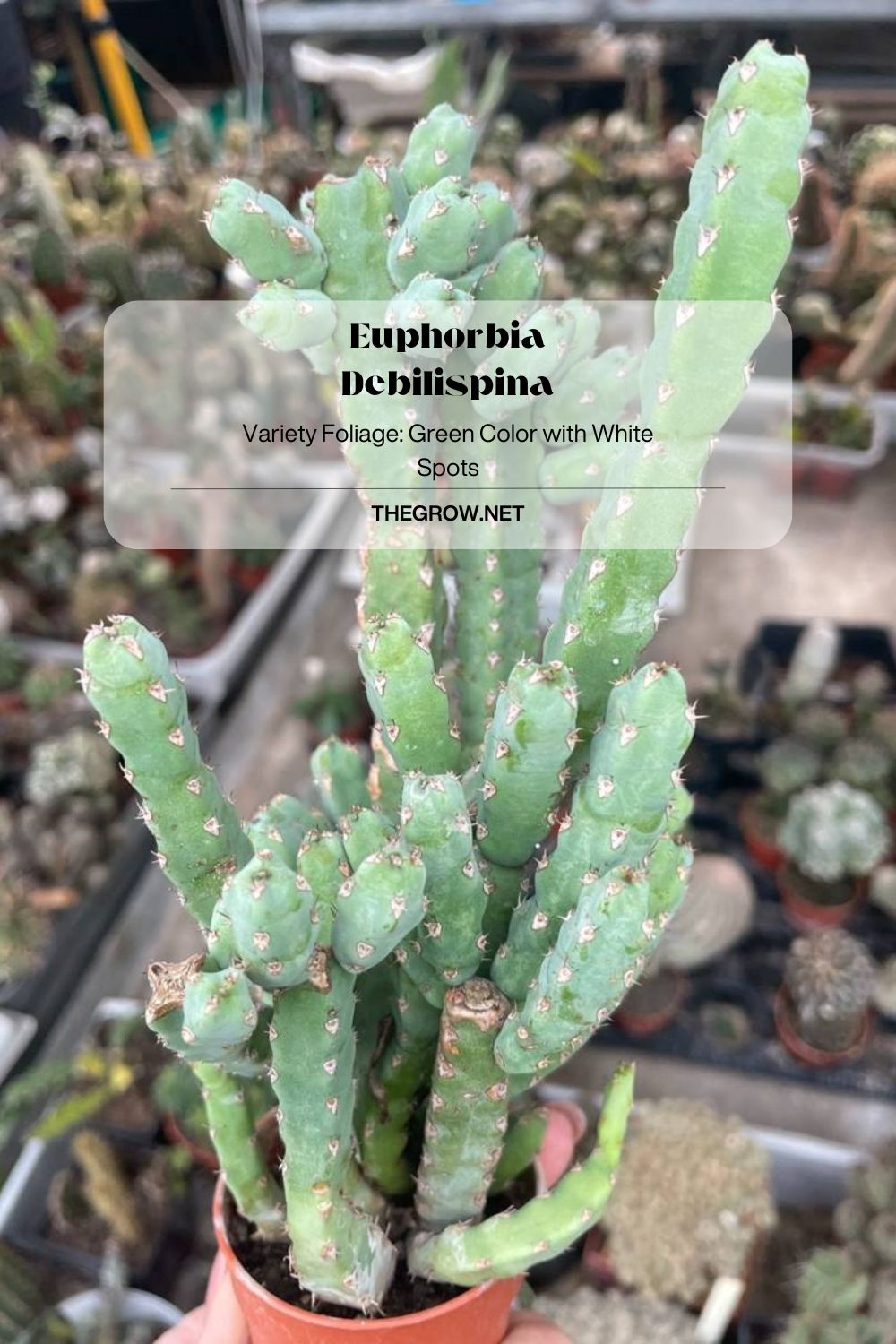 28 Common And Rare Euphorbia Varieties (With Pictures) | TheGrow