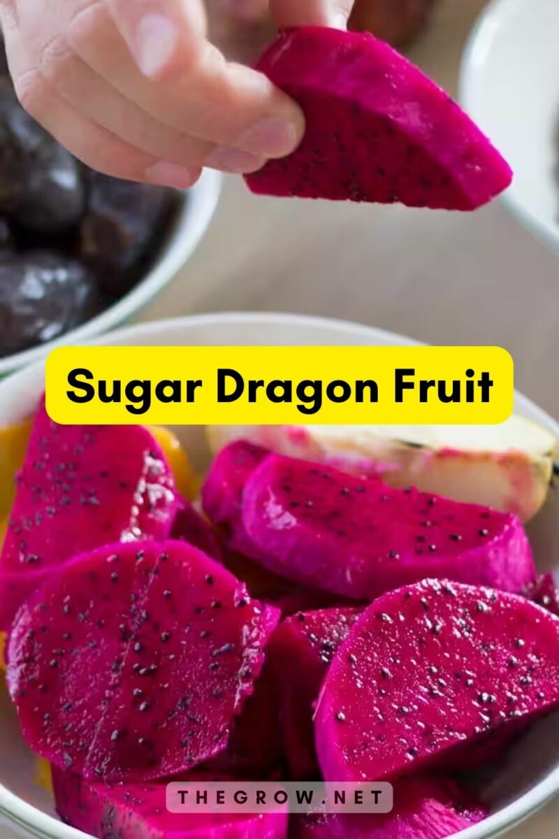 18 Common and Rare Dragon Fruit Varieties (With Pictures) | TheGrow