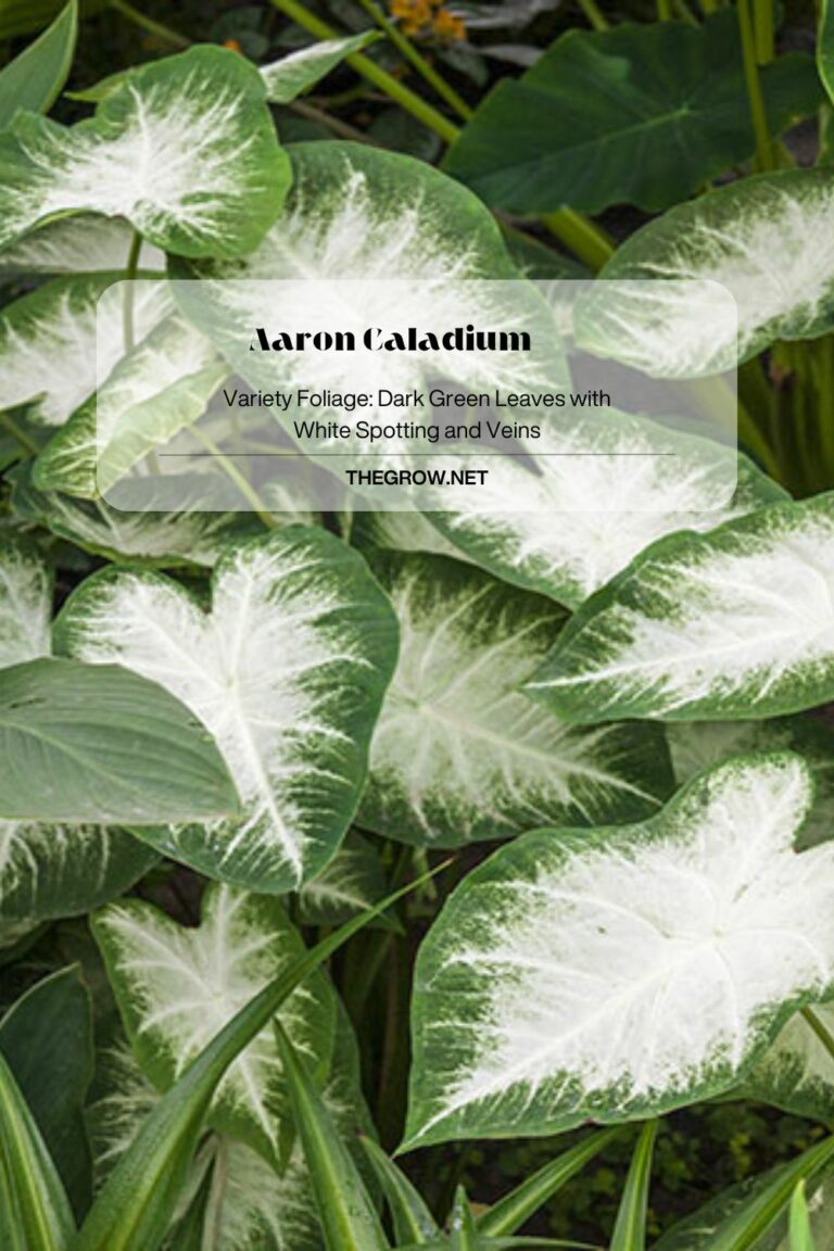 30 Common And Rare Caladium Varieties (With Pictures) | TheGrow