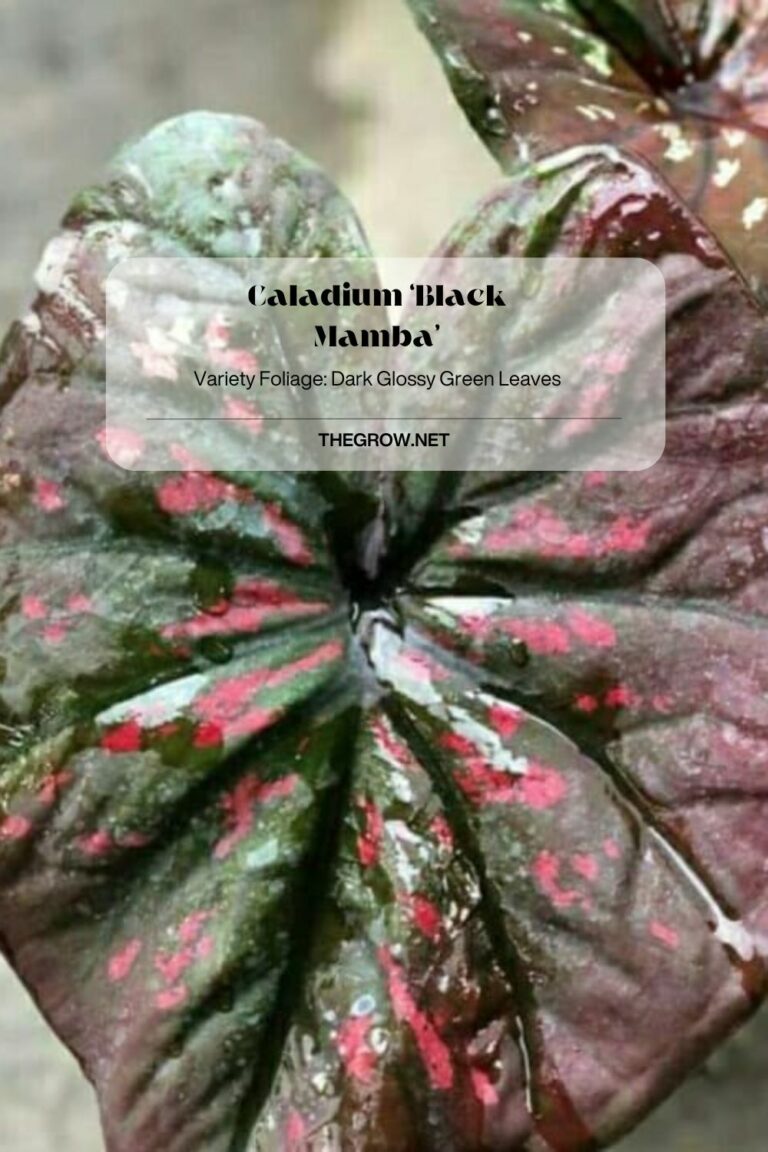30 Common And Rare Caladium Varieties (With Pictures) | TheGrow
