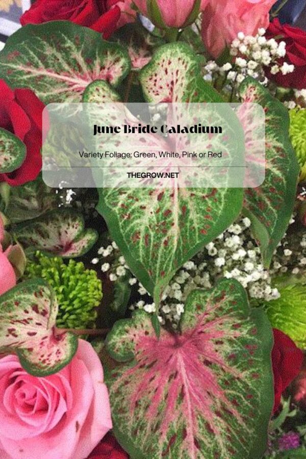 30 Common And Rare Caladium Varieties (With Pictures) | TheGrow