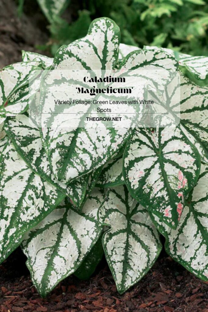 30 Common And Rare Caladium Varieties (With Pictures) | TheGrow