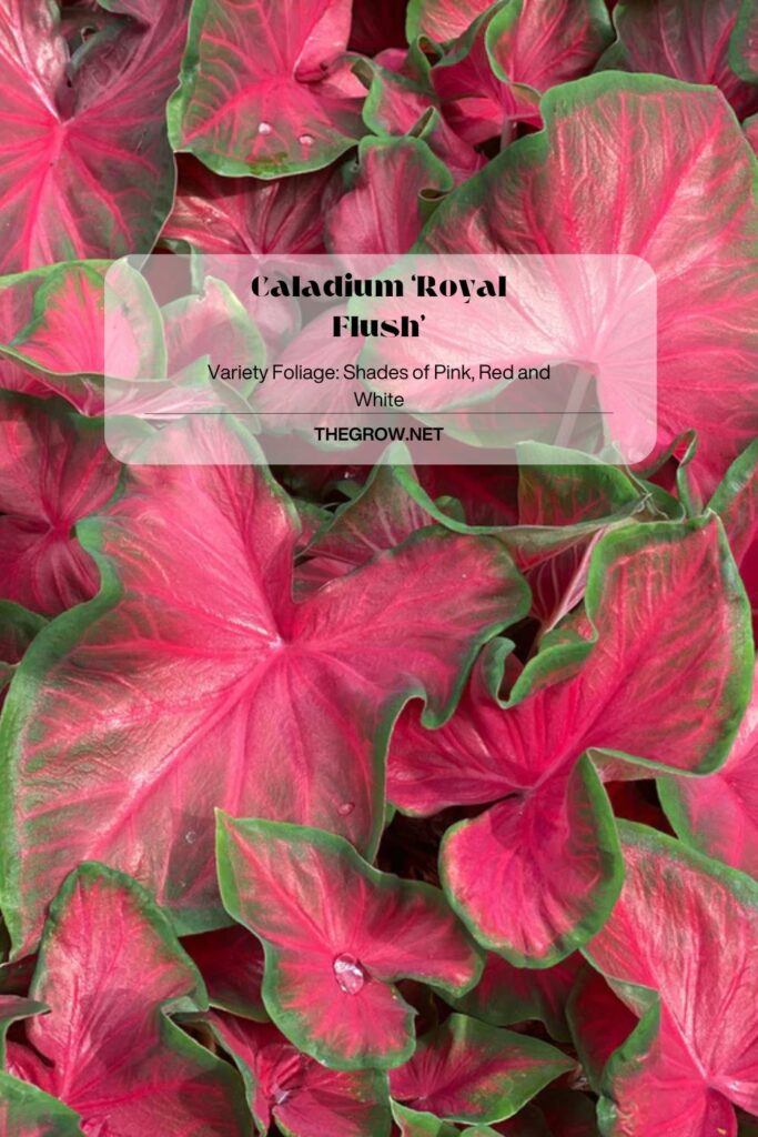 Caladium Varieties: 30 Common And Rare Types Of Caladium | TheGrow