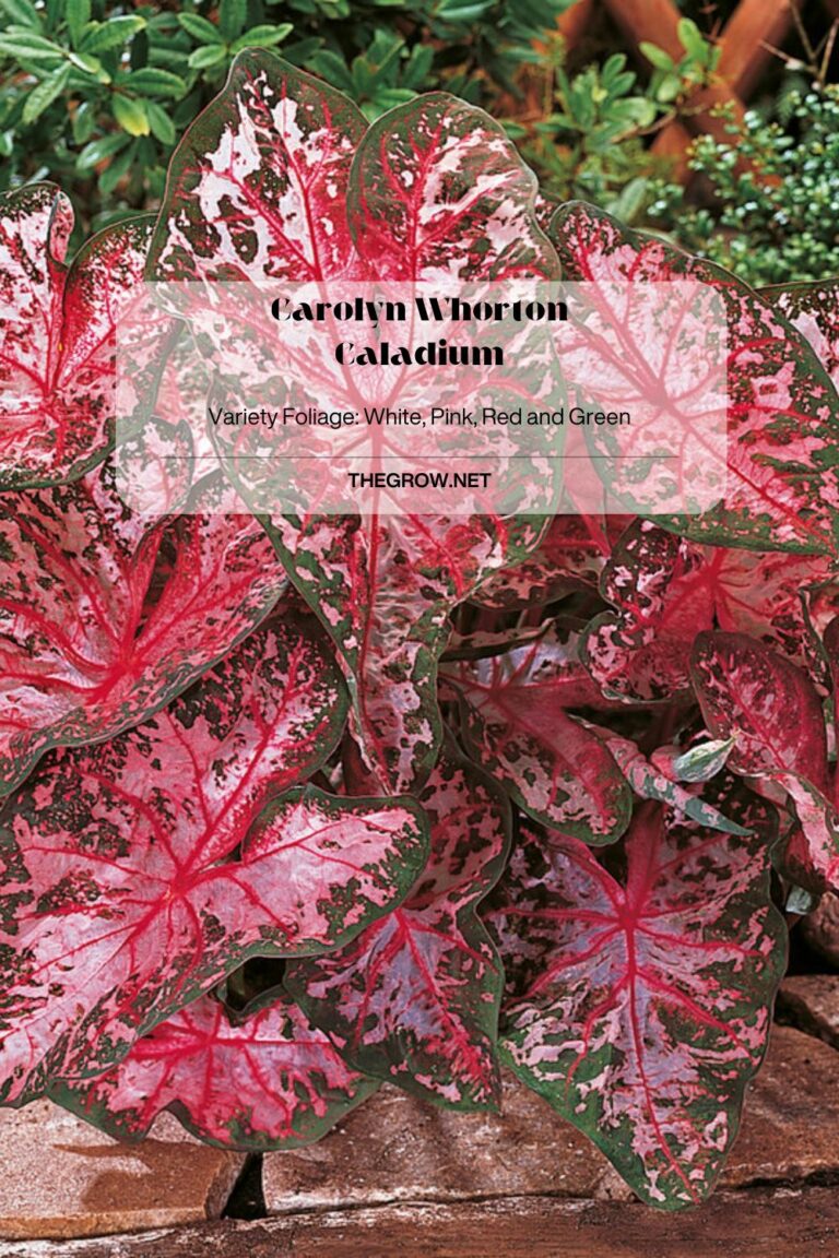 30 Common And Rare Caladium Varieties (With Pictures) | TheGrow