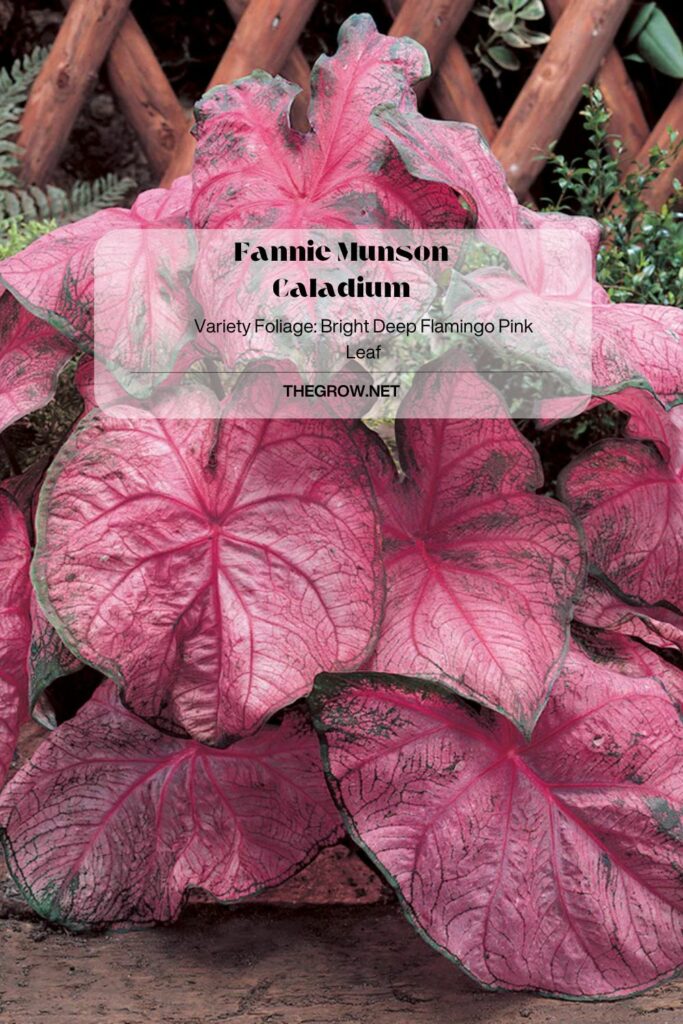 30 Common And Rare Caladium Varieties (With Pictures) | TheGrow