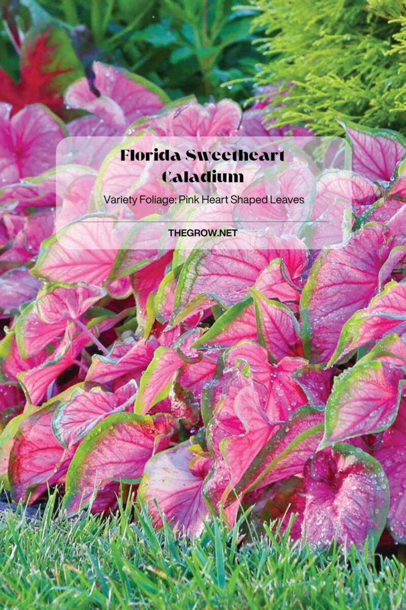 30 Common And Rare Caladium Varieties (With Pictures) | TheGrow