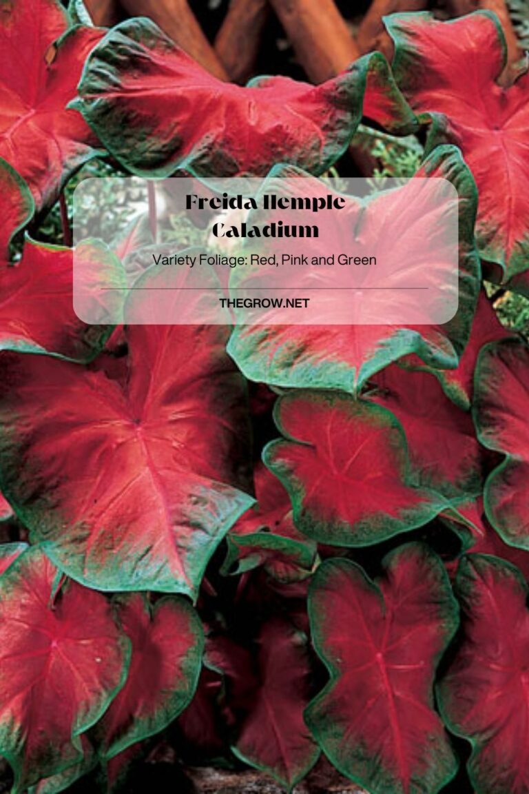 30 Common And Rare Caladium Varieties (With Pictures) | TheGrow