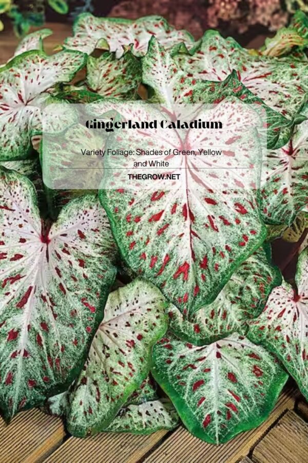 30 Common And Rare Caladium Varieties (With Pictures) | TheGrow