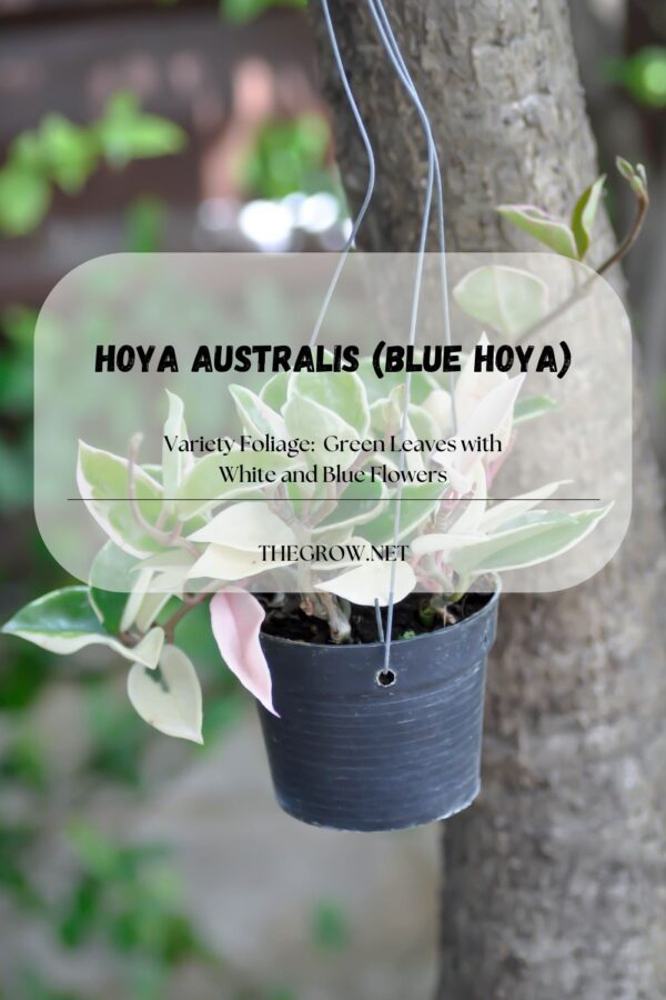 51 Common And Rare Hoya Varieties (With Pictures) | TheGrow