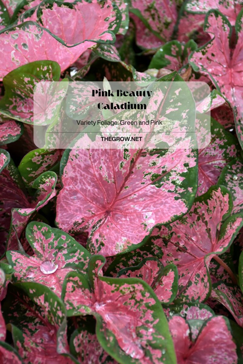 Caladium Varieties: 30 Common And Rare Types Of Caladium | TheGrow