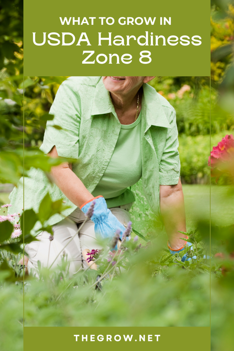 USDA Zone 8 Planting Schedule For 2025 | TheGrow