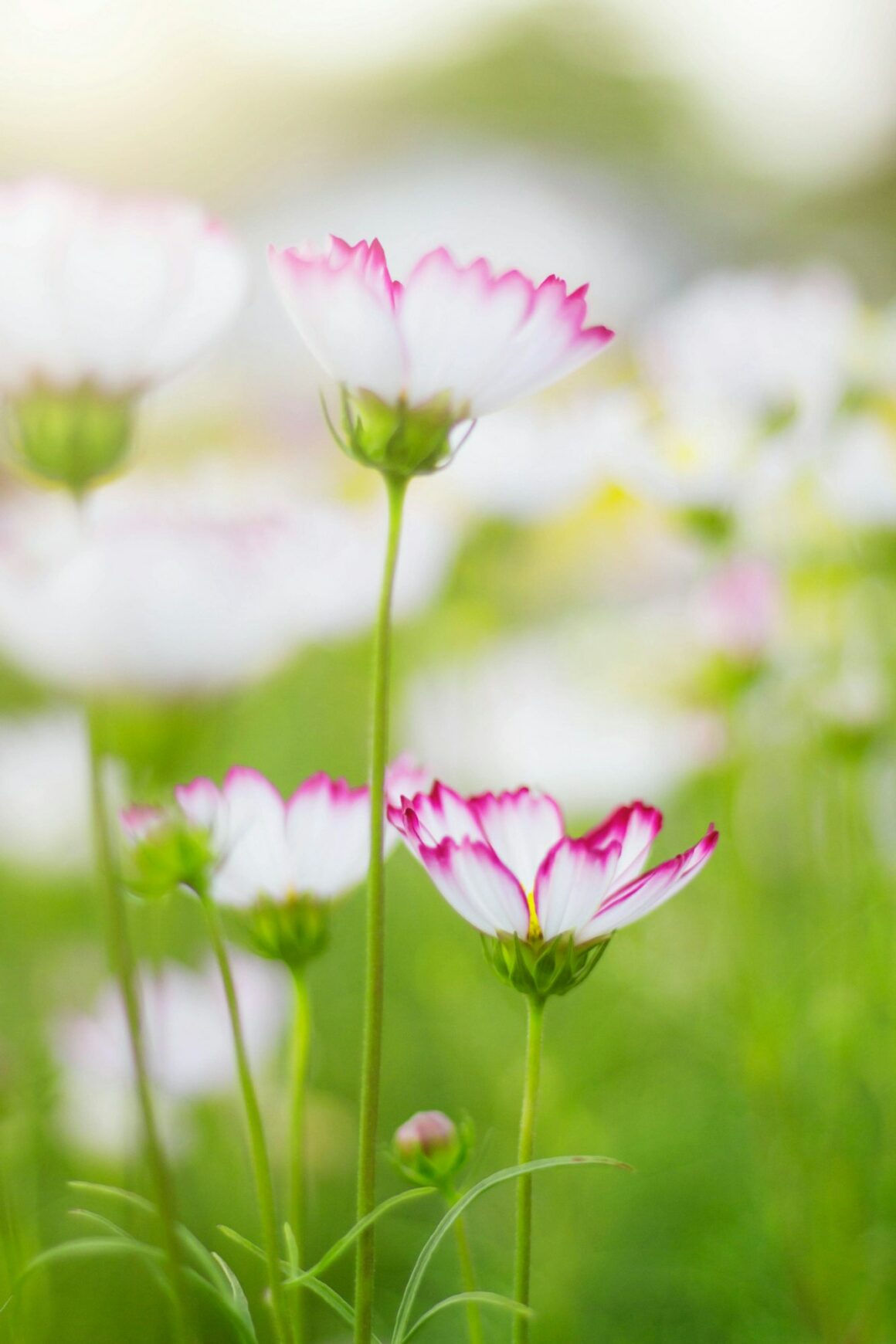 15 Low-Maintenance Flowers for Busy Gardeners | TheGrow