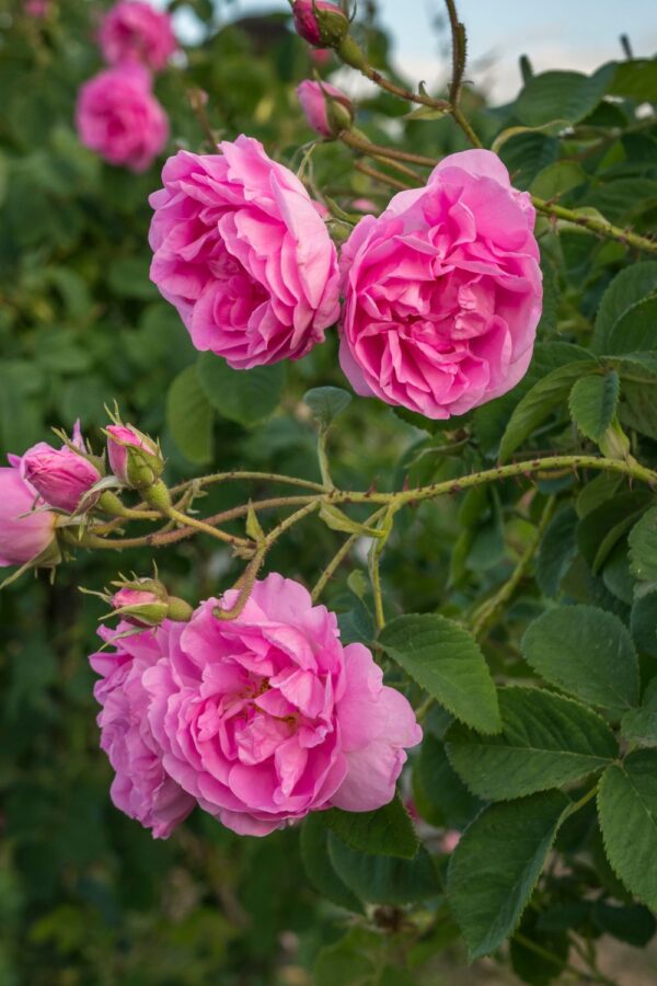 25 Varieties of Roses for Every Gardener to Try | TheGrow
