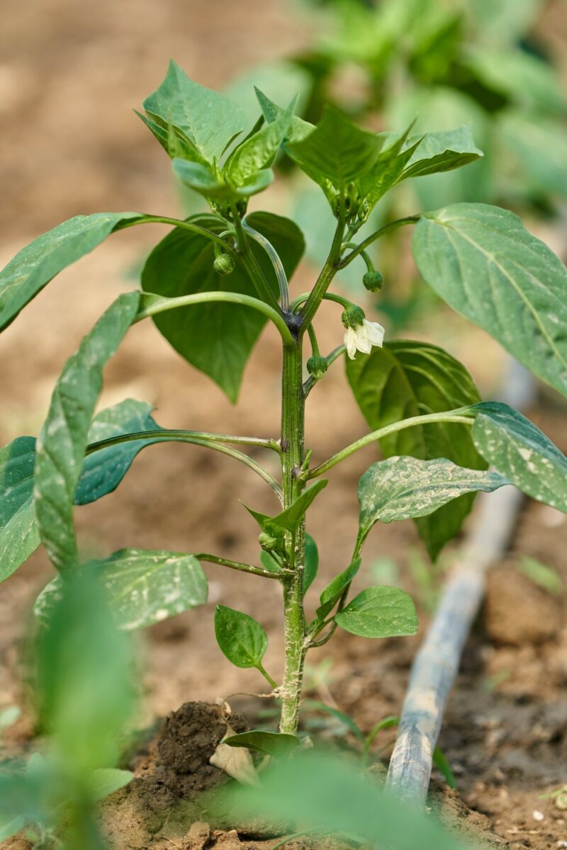 Bell Peppers Growth Stages & Timelines (With Pictures) | TheGrow