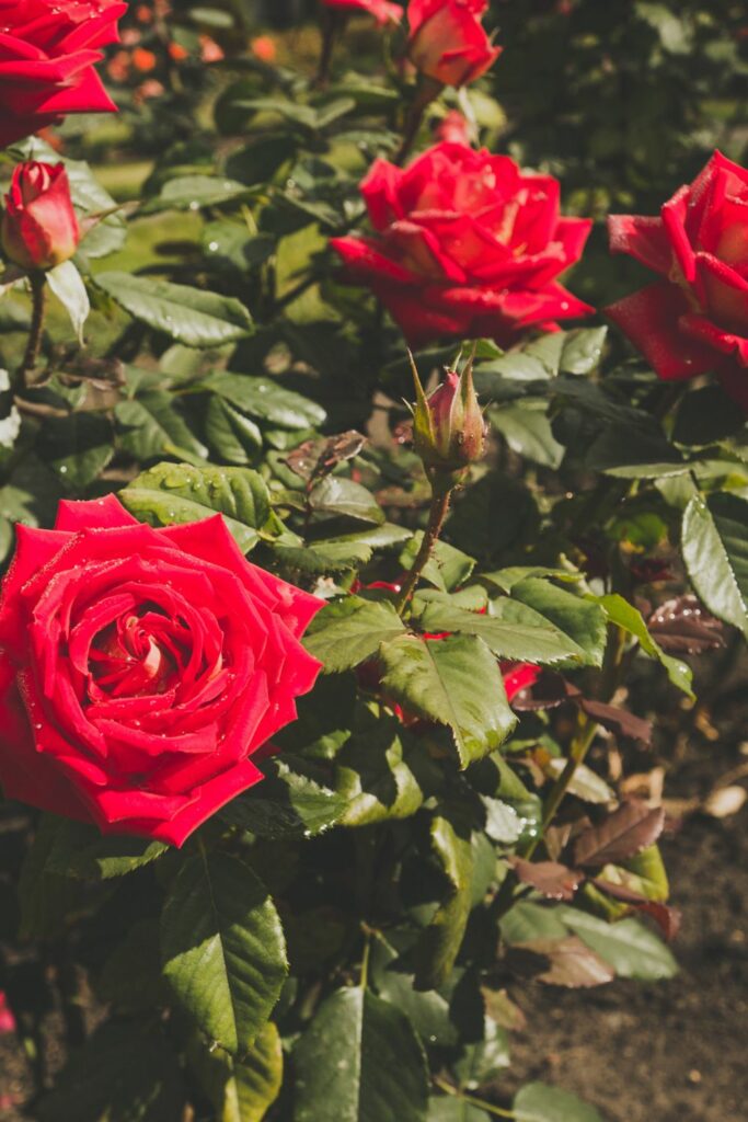 25 Varieties of Roses for Every Gardener to Try | TheGrow