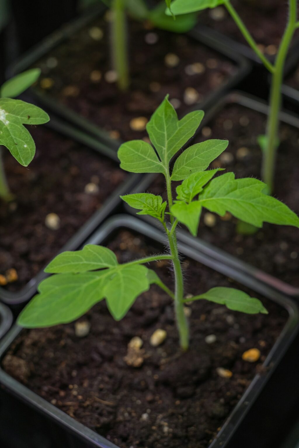 Tomato Growth Stages & Timelines (With Pictures) | TheGrow