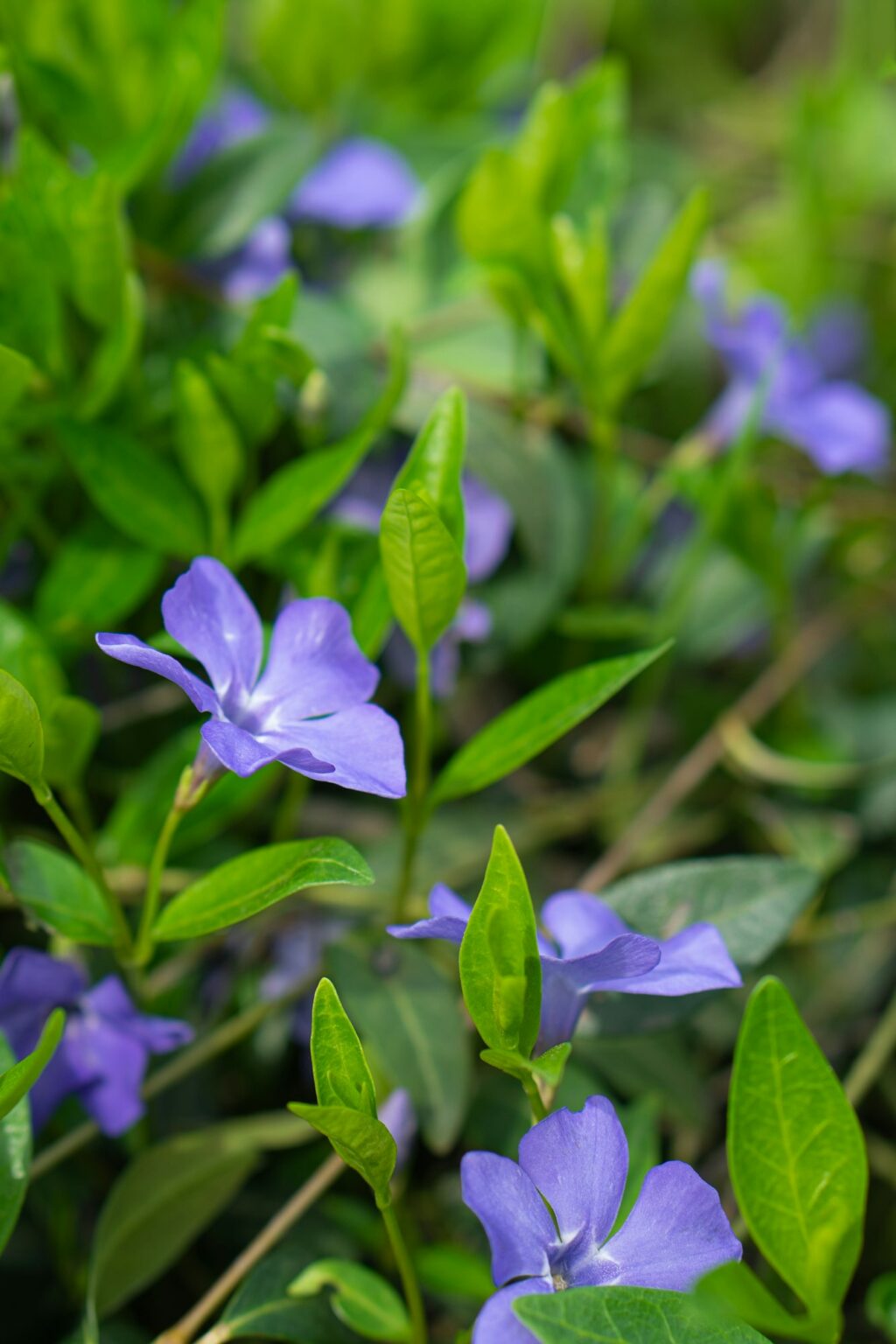 24 Perfect Plants for Borders and Edging | TheGrow
