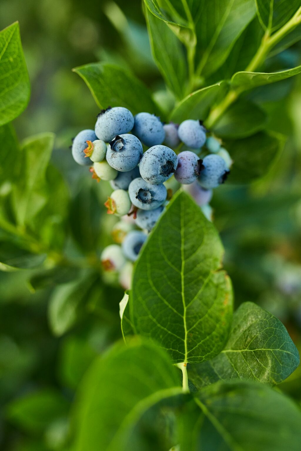 Blueberries Growth Stages & Timelines (With Pictures) | TheGrow
