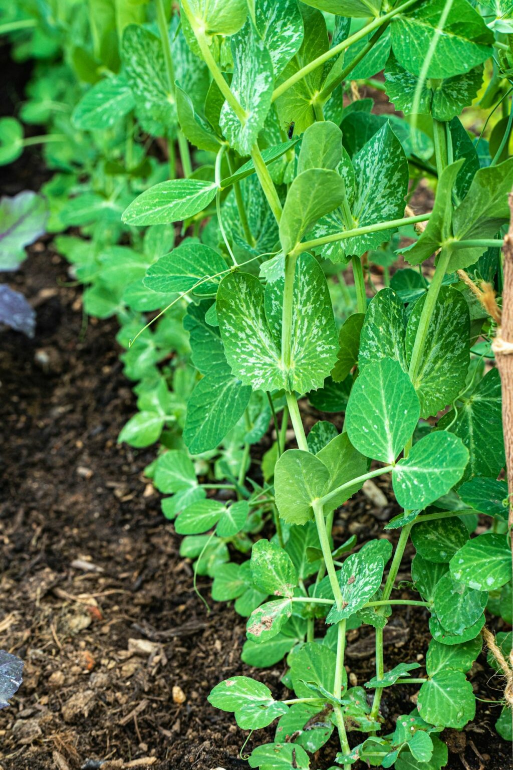 Peas Growth Stages & Timelines (With Pictures) | TheGrow