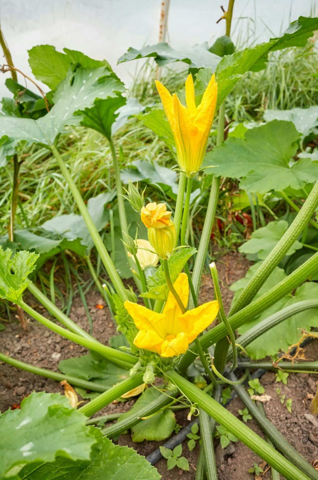 Zucchini Growth Stages & Timelines (With Pictures) | TheGrow