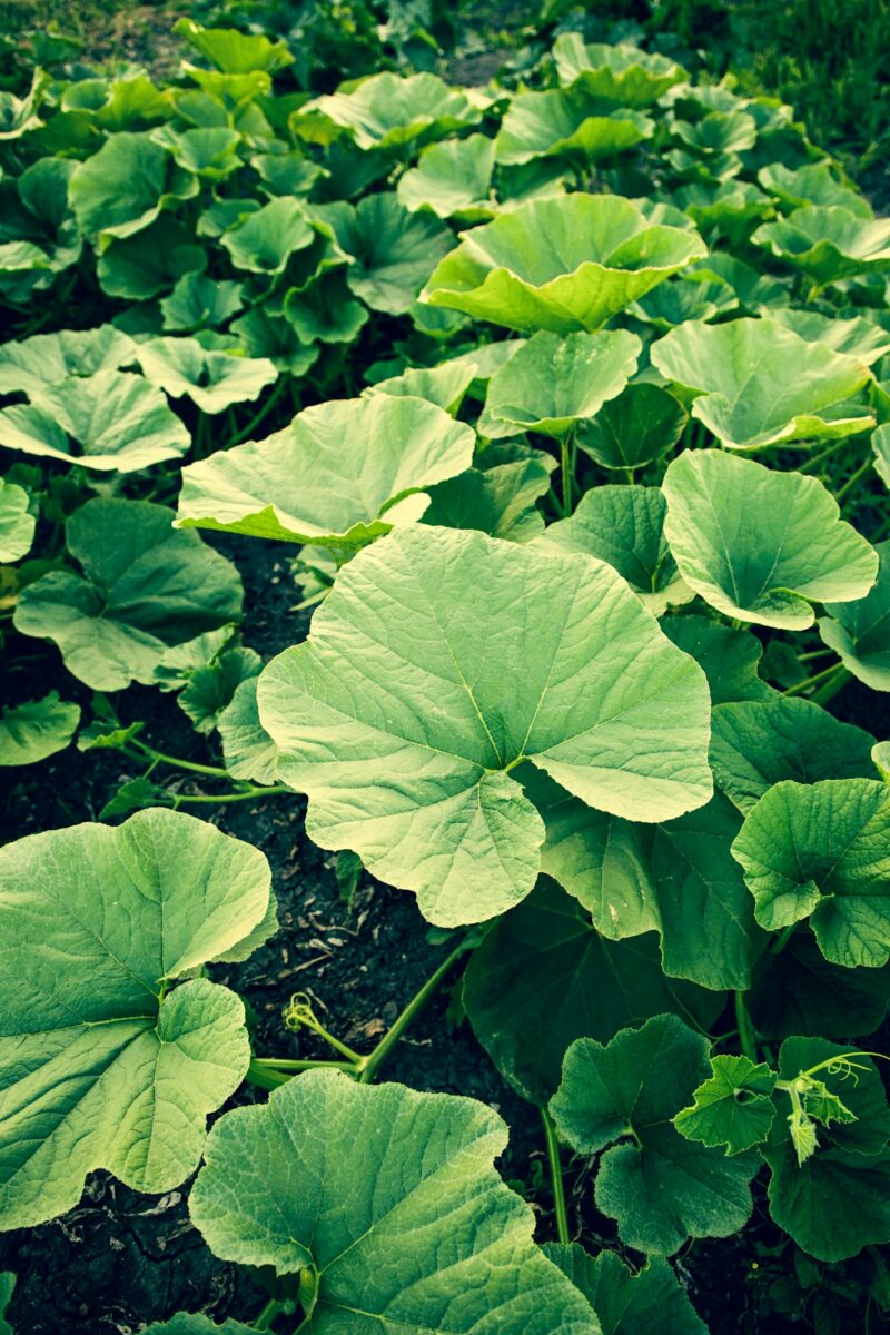 Zucchini Growth Stages & Timelines (With Pictures) | TheGrow