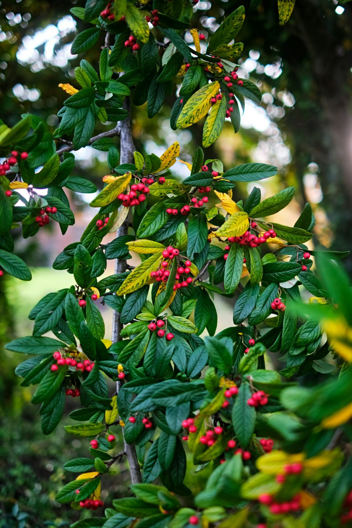 20 Winter Flowers and Plants to Brighten Up Cold Days | TheGrow