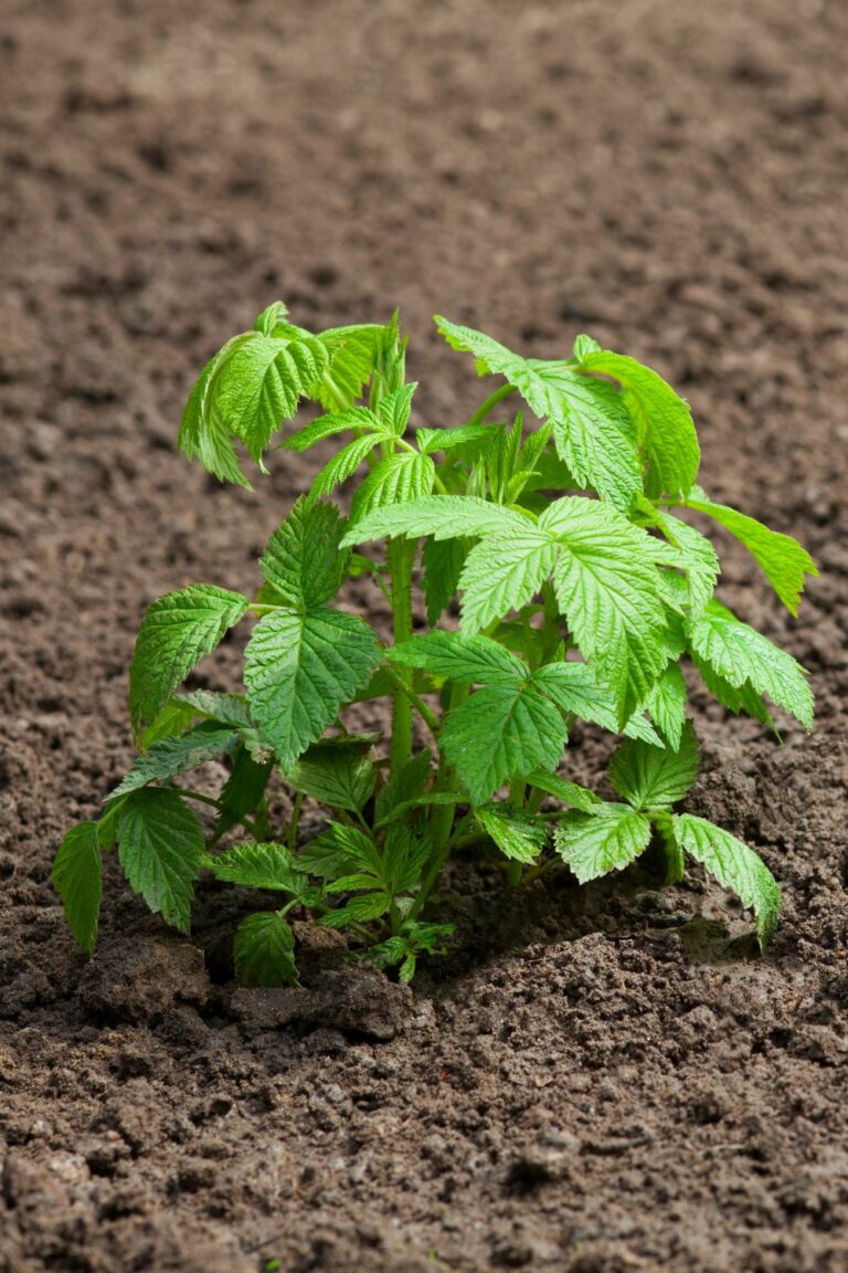 Raspberries Growth Stages & Timelines (With Pictures) | TheGrow