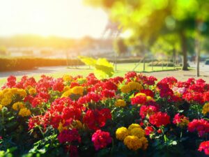 Rose Growth Stages & Timelines (With Pictures) | TheGrow