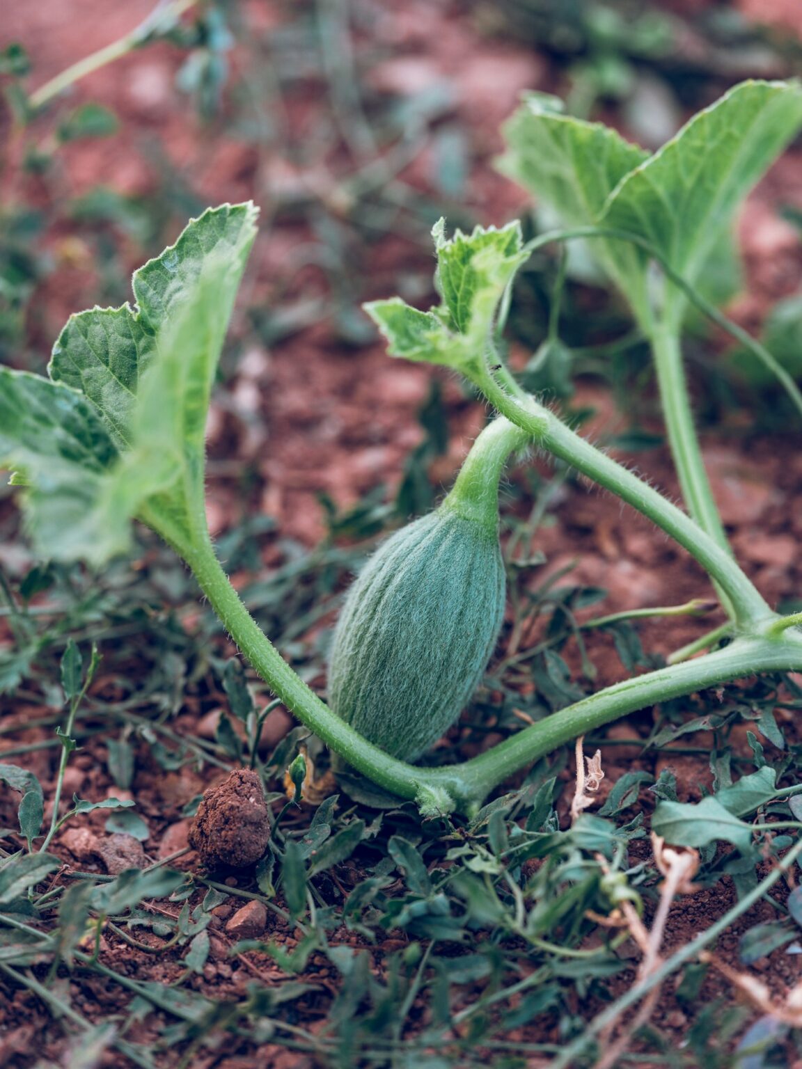 Winter Squash Growth Stages & Timelines (With Pictures) | TheGrow