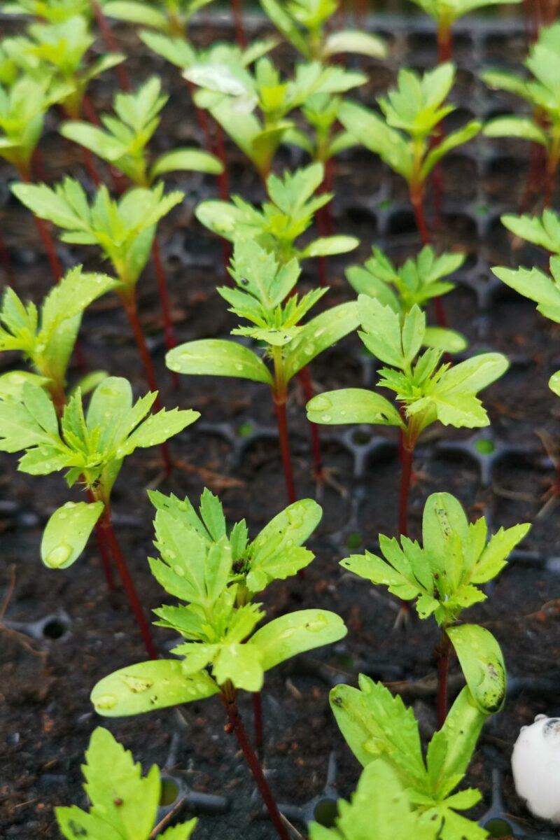 Marigolds Growth Stages & Timelines (With Pictures) | TheGrow