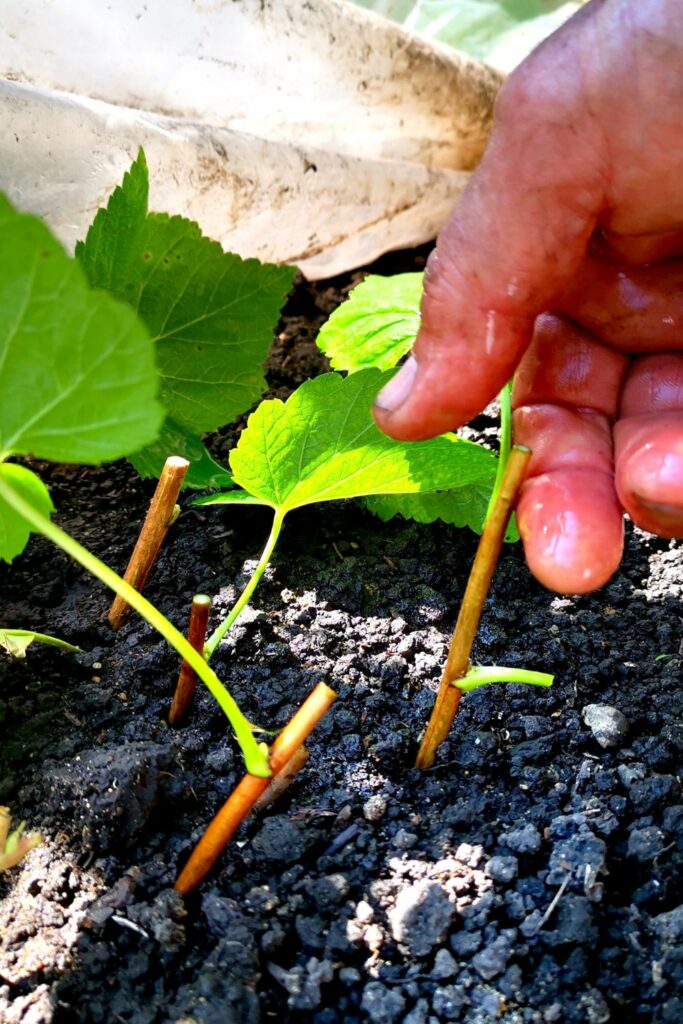 Raspberries Growth Stages & Timelines (With Pictures) | TheGrow