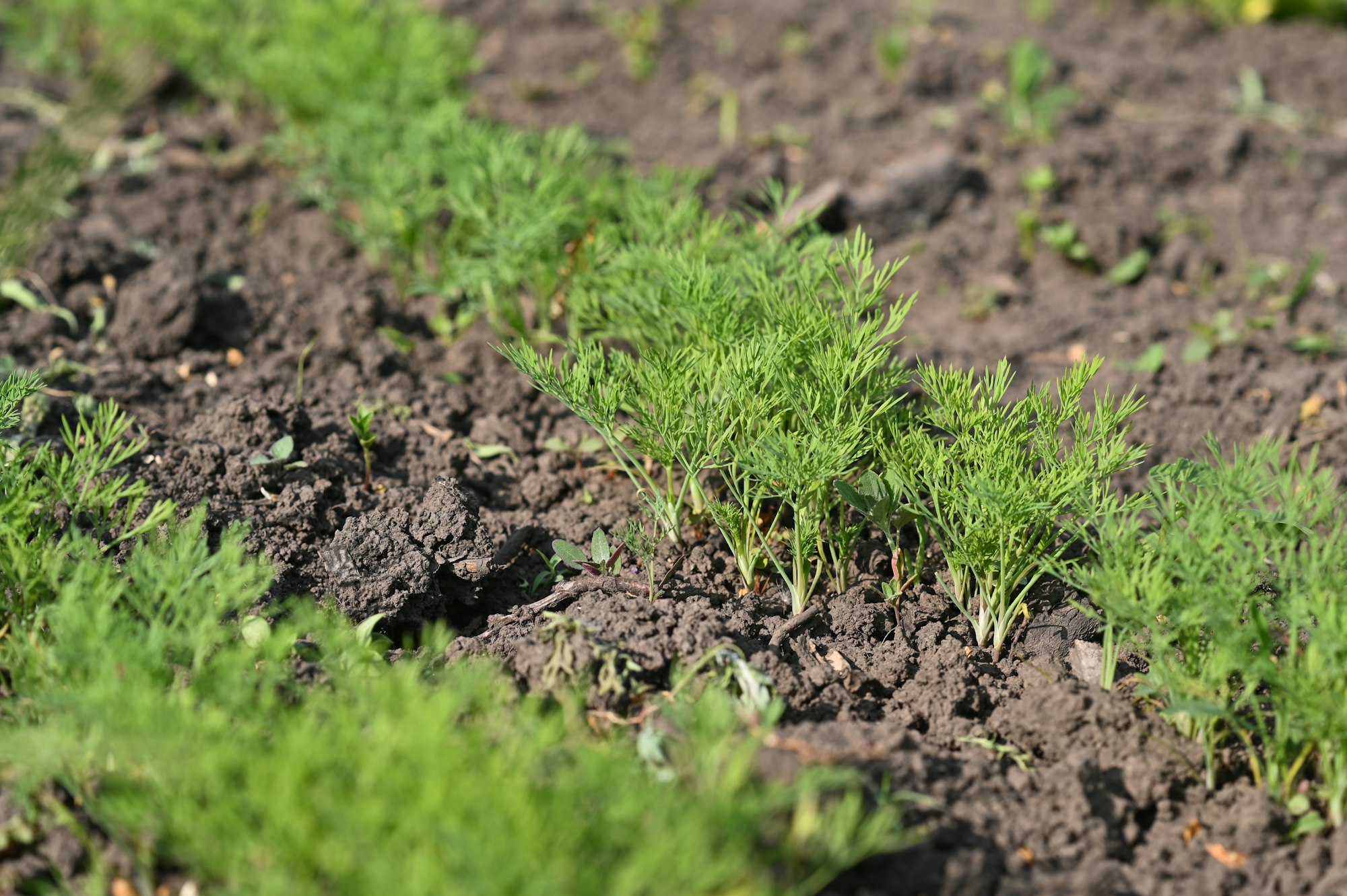 Dill Growth Stages & Timelines (With Pictures) | TheGrow