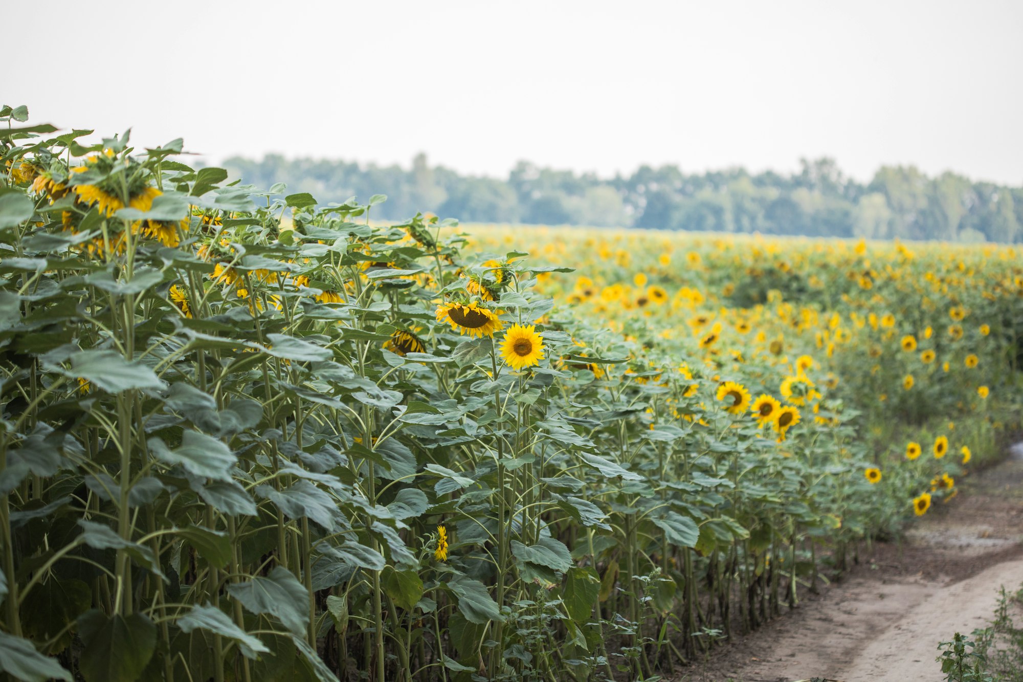 Sunflowers Growth Stages & Timelines (With Pictures) | TheGrow