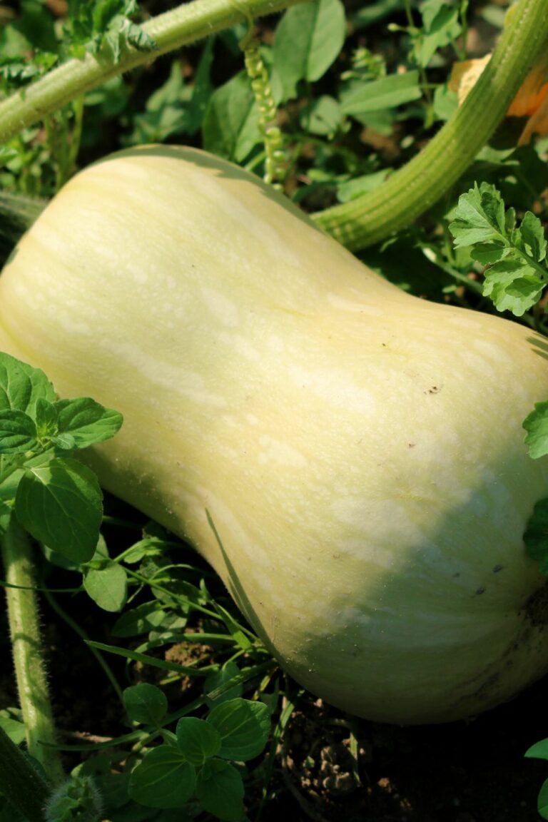 Winter Squash Growth Stages & Timelines (With Pictures) | TheGrow