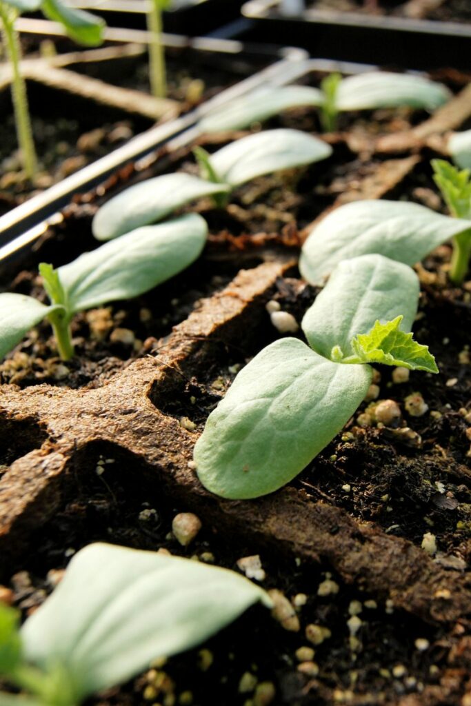 Winter Squash Growth Stages & Timelines (With Pictures) | TheGrow