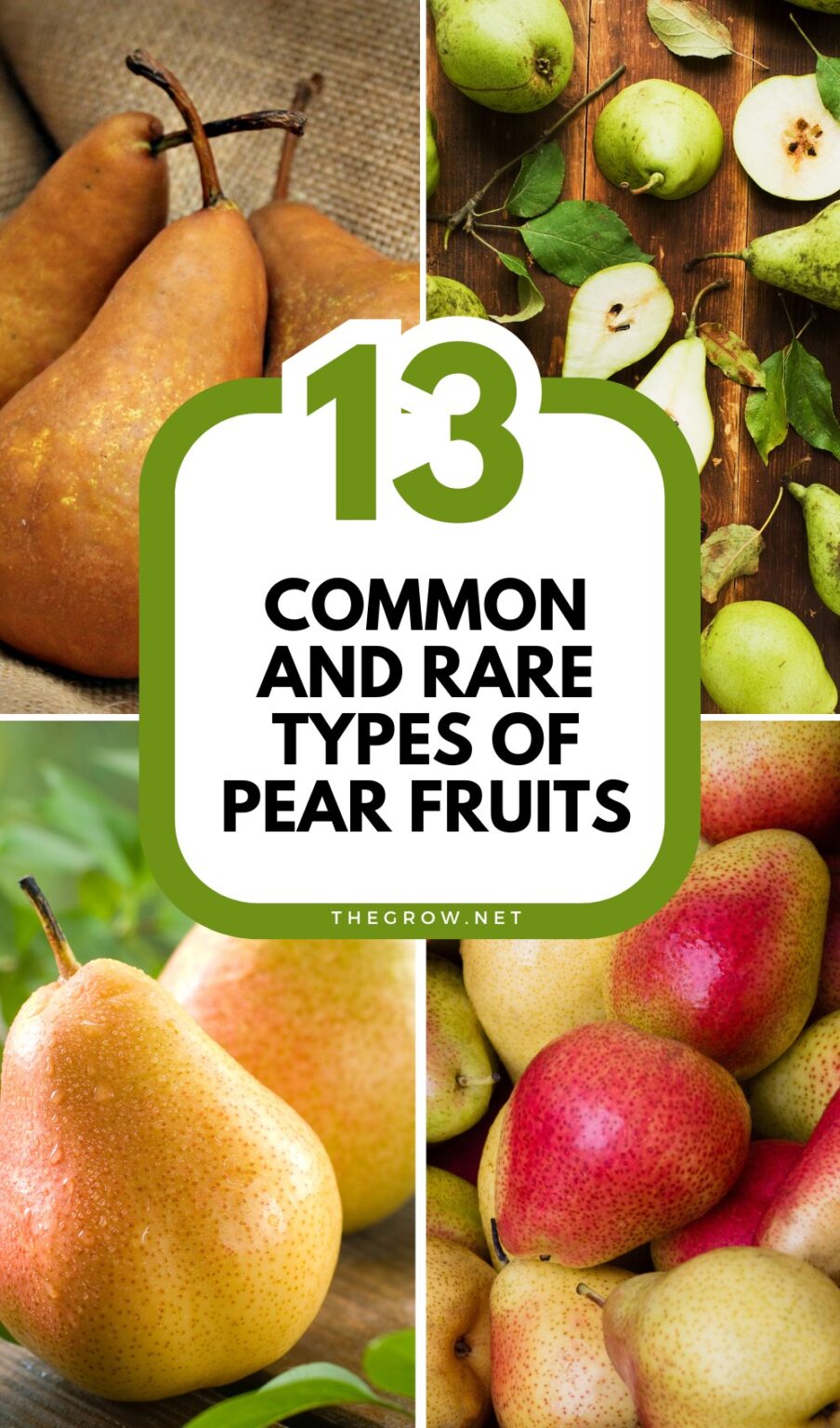 13 Common And Rare Pear Fruit Varieties (With Pictures) | TheGrow