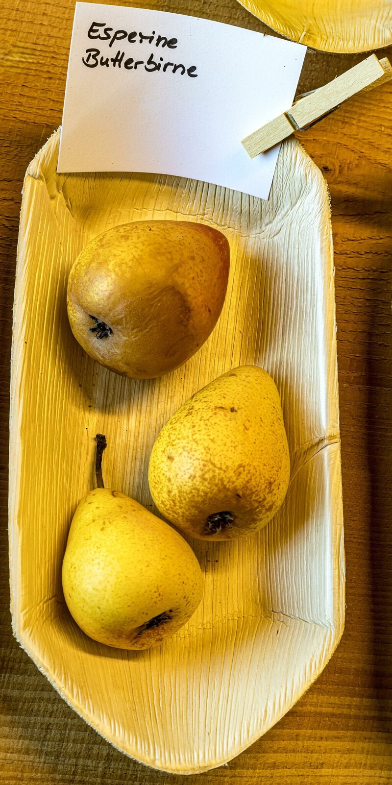 13 Common And Rare Pear Fruit Varieties (With Pictures) | TheGrow