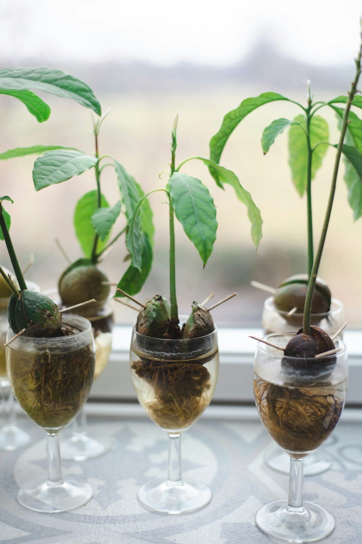 Avocado Growth Stages & Timelines (With Pictures) | TheGrow