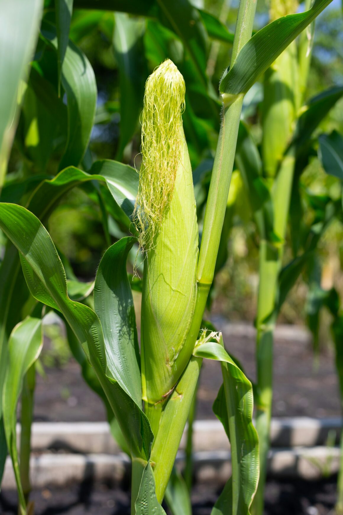 Corn Growth Stages & Timelines (With Pictures) | TheGrow