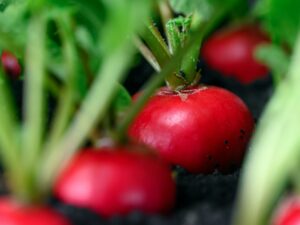 6 Secrets to Growing Bigger, Better Strawberries At Home | TheGrow