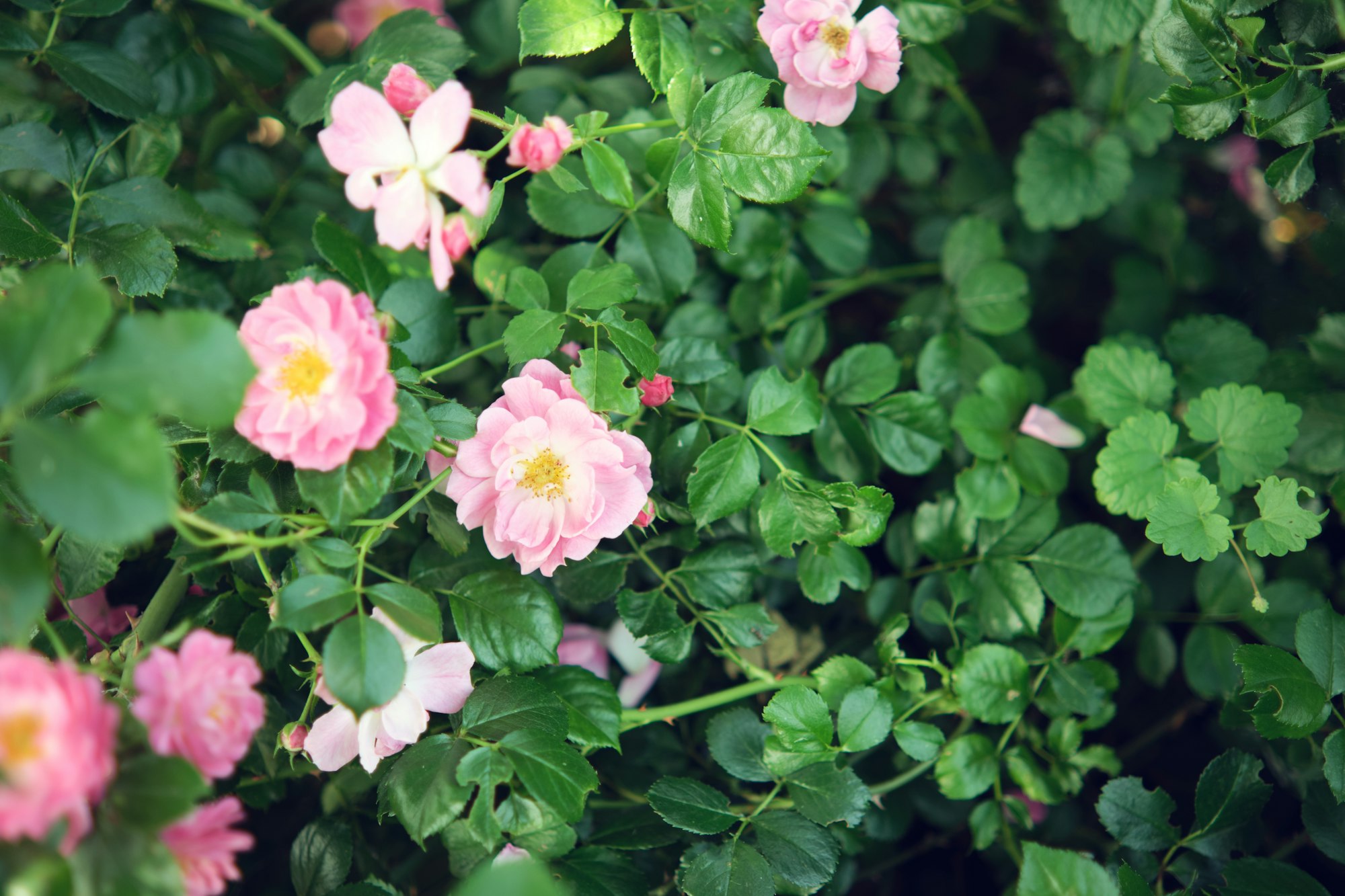 Rose Growth Stages & Timelines (With Pictures) | TheGrow