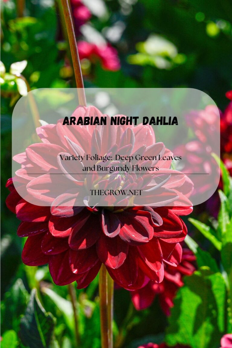 18 Common and Rare Dahlia Varieties (With Pictures) | TheGrow