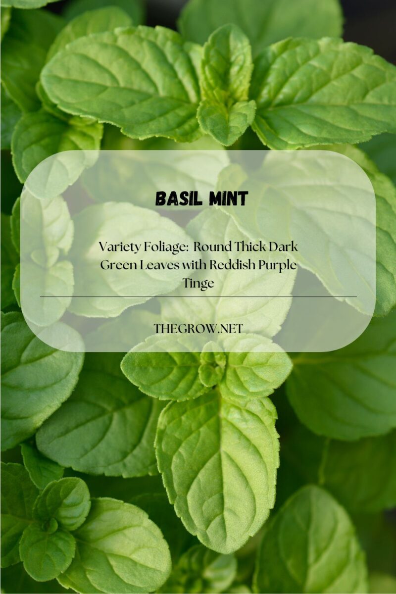 17 Most Common and Rare Mint Herb Varieties (With Pictures) | TheGrow