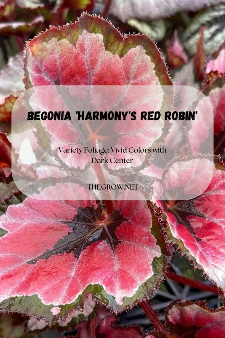 17 Common and Rare Rex Begonia Varieties | TheGrow