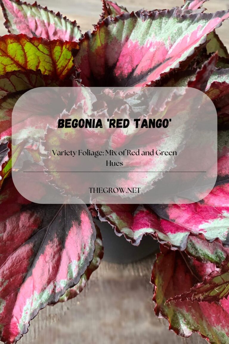 17 Common and Rare Rex Begonia Varieties | TheGrow