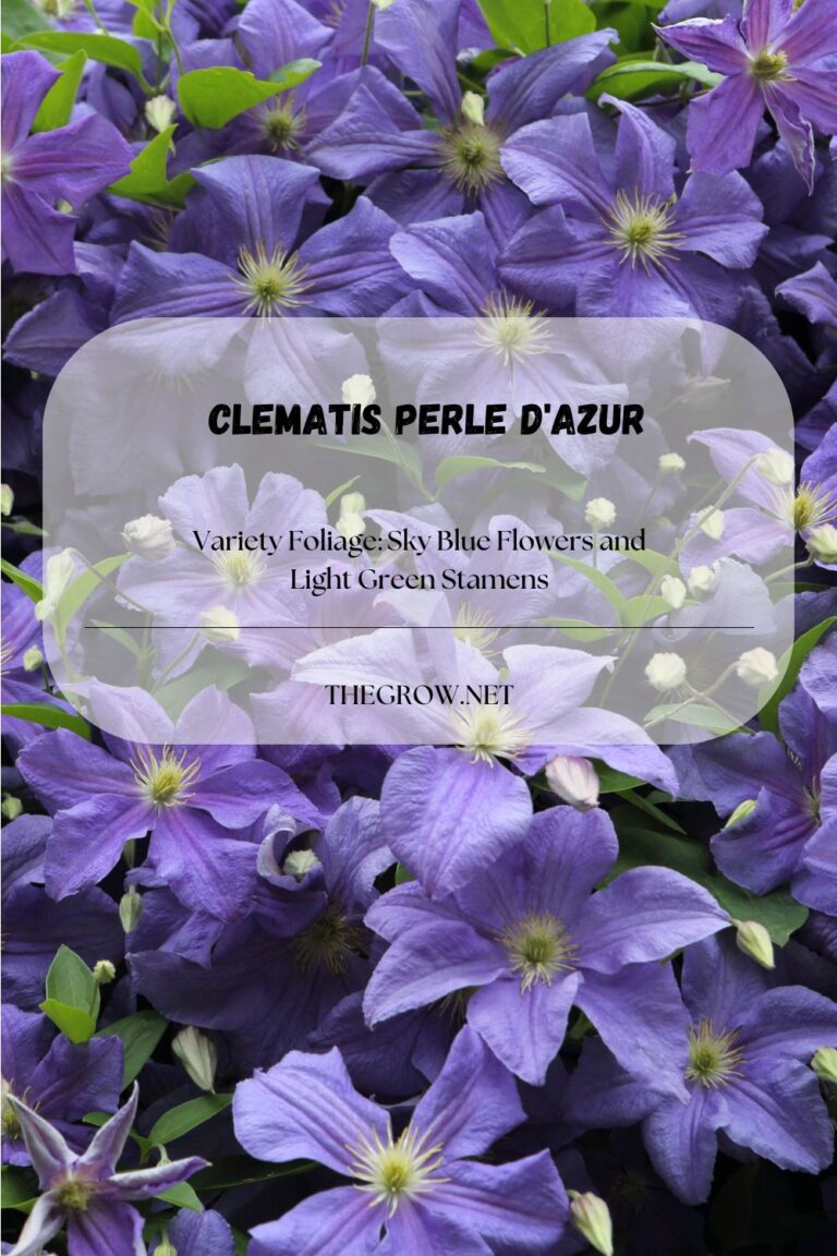 15 Common and Rare Clematis Varieties (With Pictures) | TheGrow