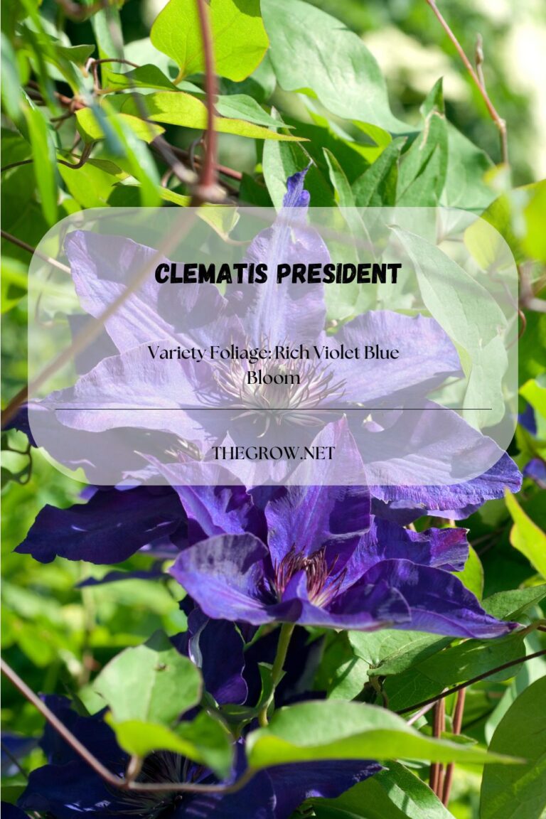 15 Common and Rare Clematis Varieties (With Pictures) | TheGrow