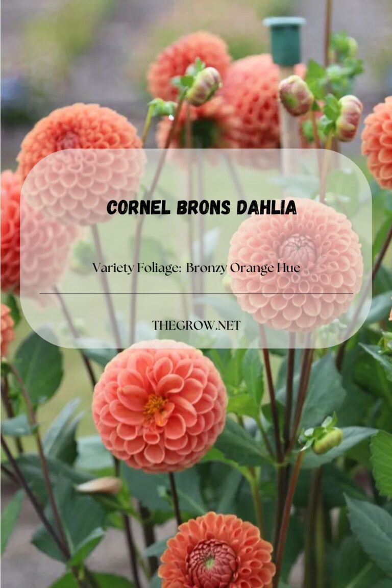 18 Common and Rare Dahlia Varieties (With Pictures) | TheGrow