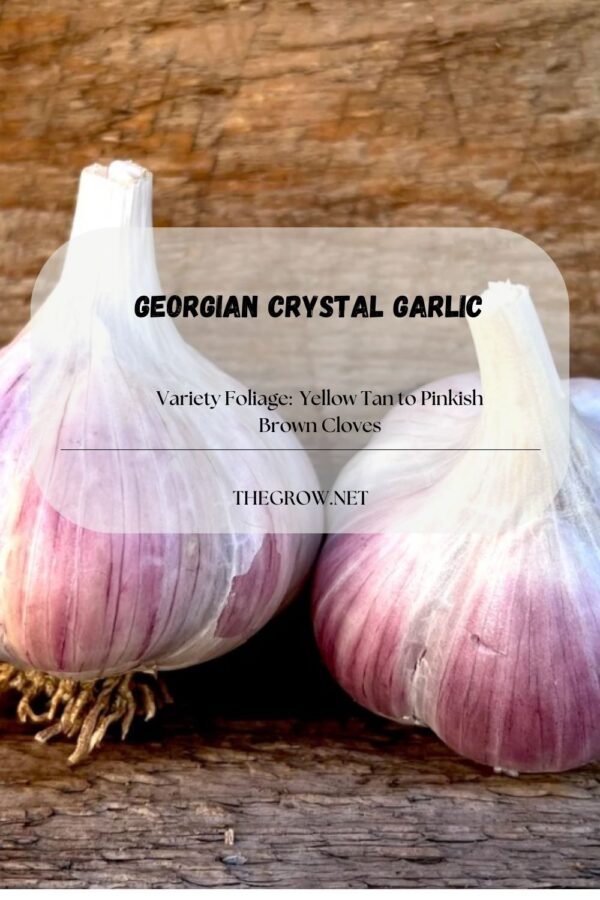 14 Common and Rare Garlic Varieties List | TheGrow